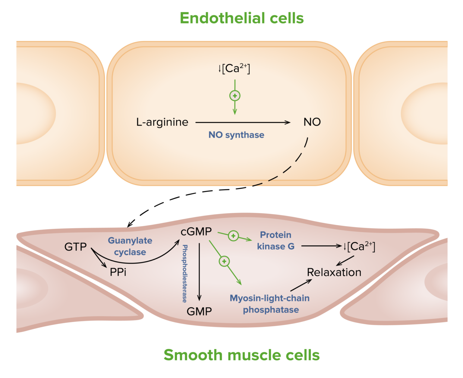 Second Messenger: Signalwege und Überblick | Lecturio