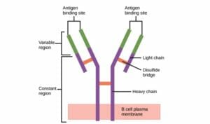 Humorale adaptive Immunantwort & B-Zellen | Lecturio