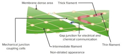 Muskelgewebe: 3 Arten, Aufbau & Funktion | Lecturio