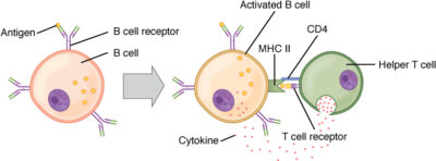 Humorale adaptive Immunantwort & B-Zellen | Lecturio