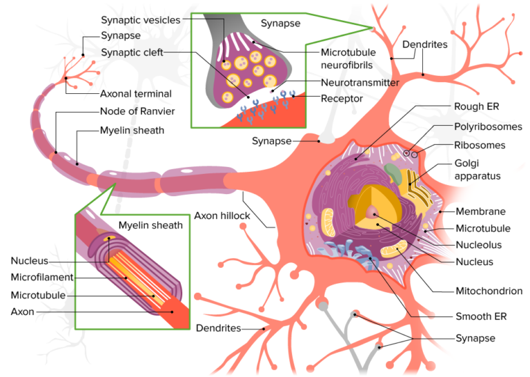 Nervensystem: Histologie - E-Learning mit Lecturio