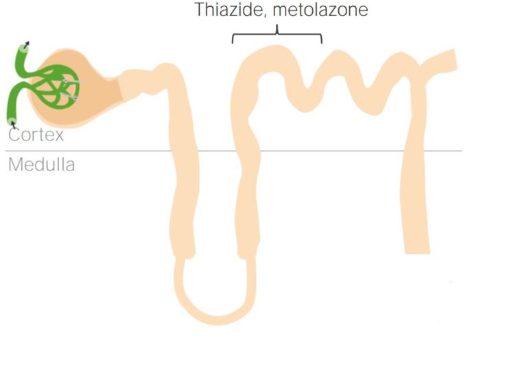 Antihypertensiva: Wirkung und Indikationen | Lecturio