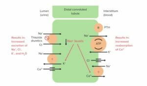 Antihypertensiva: Wirkung und Indikationen | Lecturio