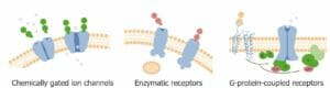 Rezeptoren: Klassifikation & Überblick | Lecturio