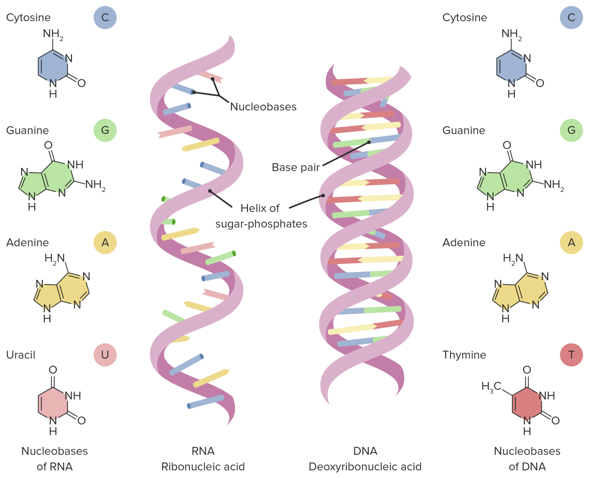 Ribonukleinsäure: Aufbau, Struktur, Arten von RNA| Lecturio