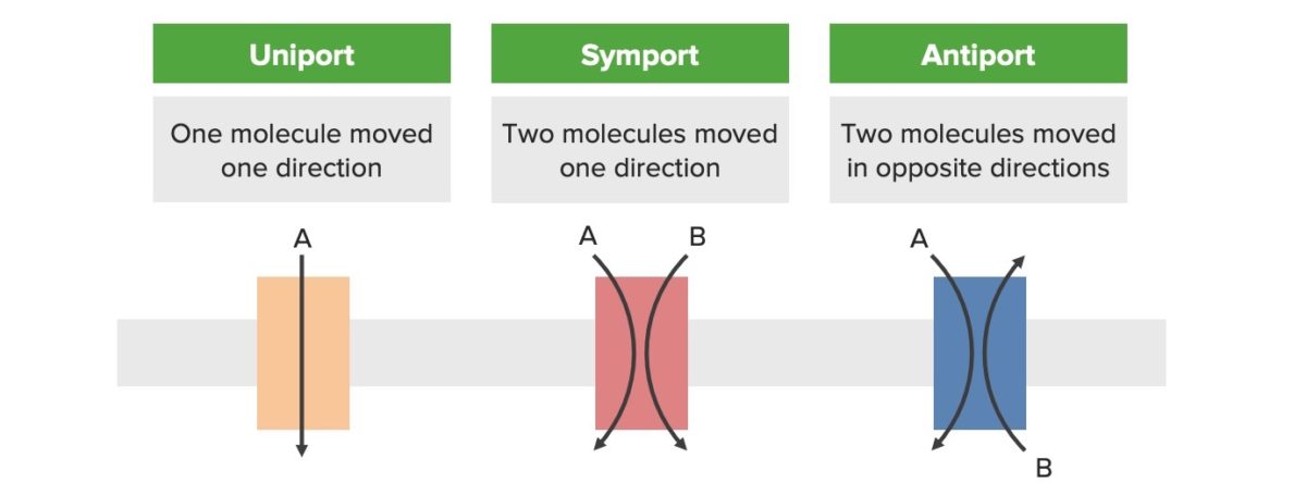 Zellmembran: Funktion & Aufbau | Lecturio