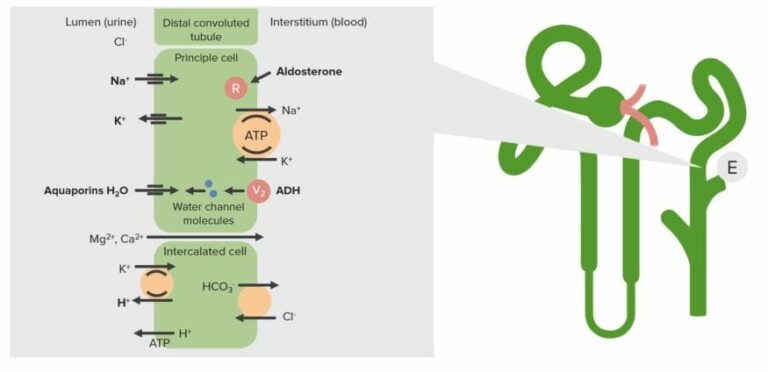 Liddle-Syndrom - E-Learning mit Lecturio