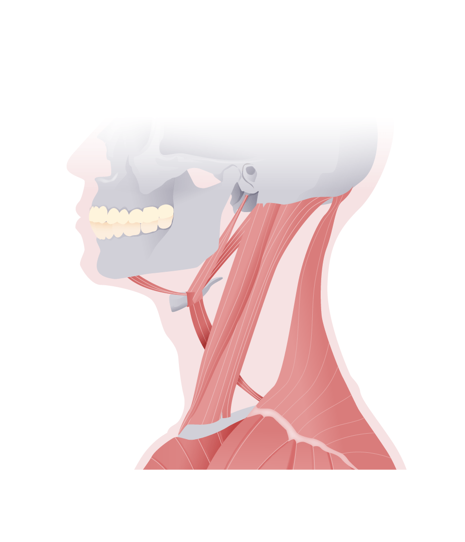 Hals: Aufbau und Funktion | Lecturio