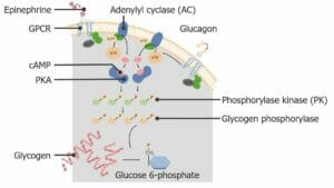 Rezeptoren: Klassifikation & Überblick | Lecturio
