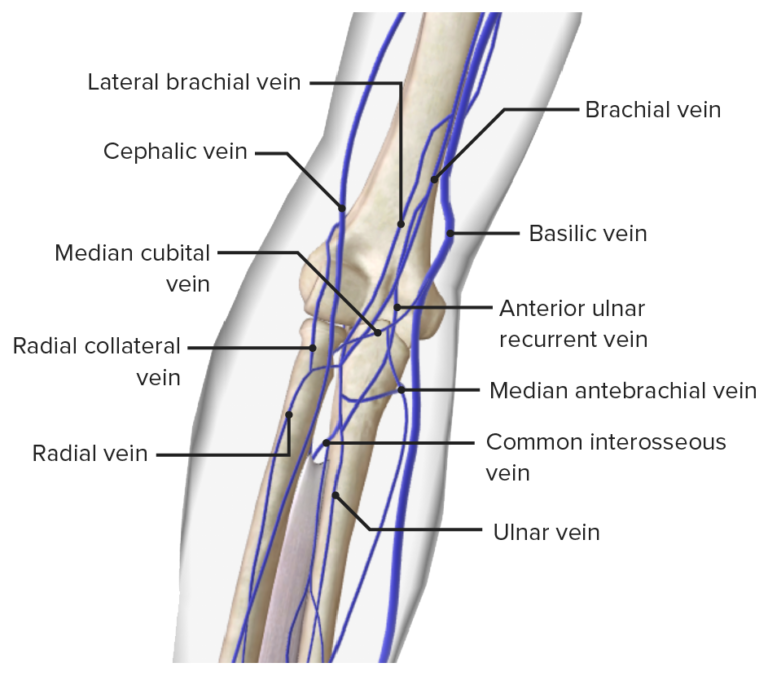 Ellenbogengelenk: Anatomie, Funktion, Bänder | Lecturio
