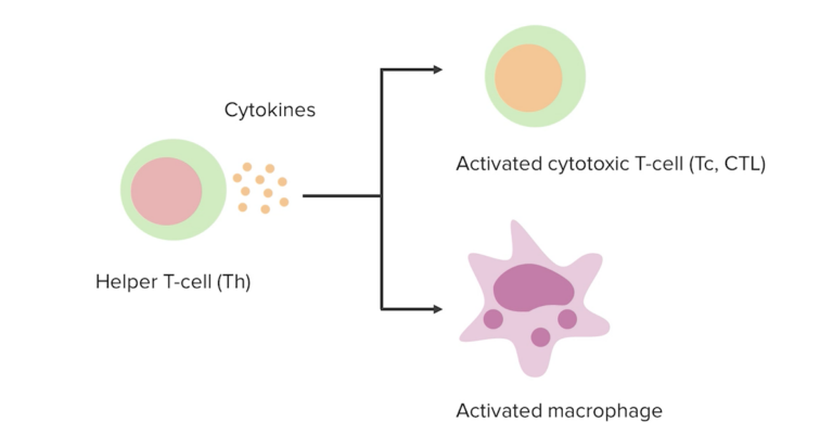 Humorale adaptive Immunantwort & B-Zellen | Lecturio
