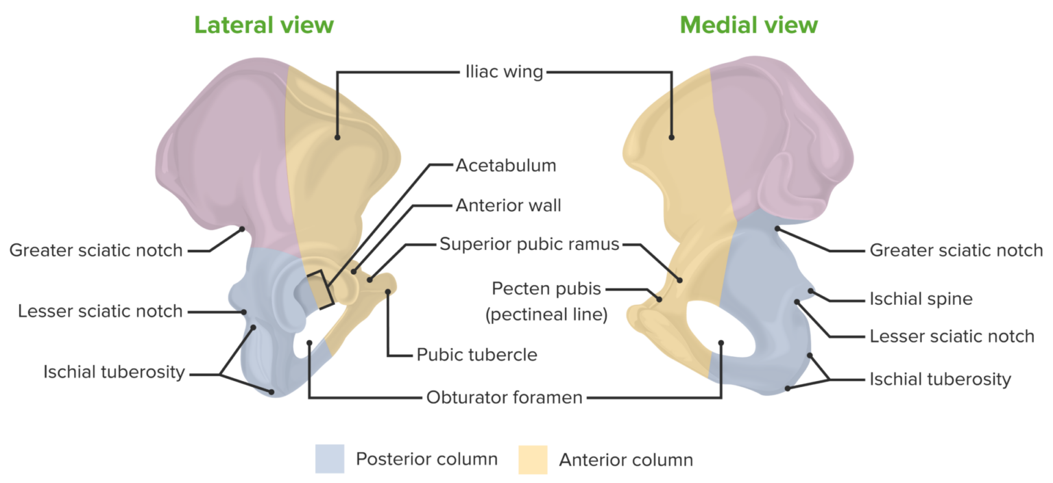 Beckenfrakturen - E-Learning mit Lecturio