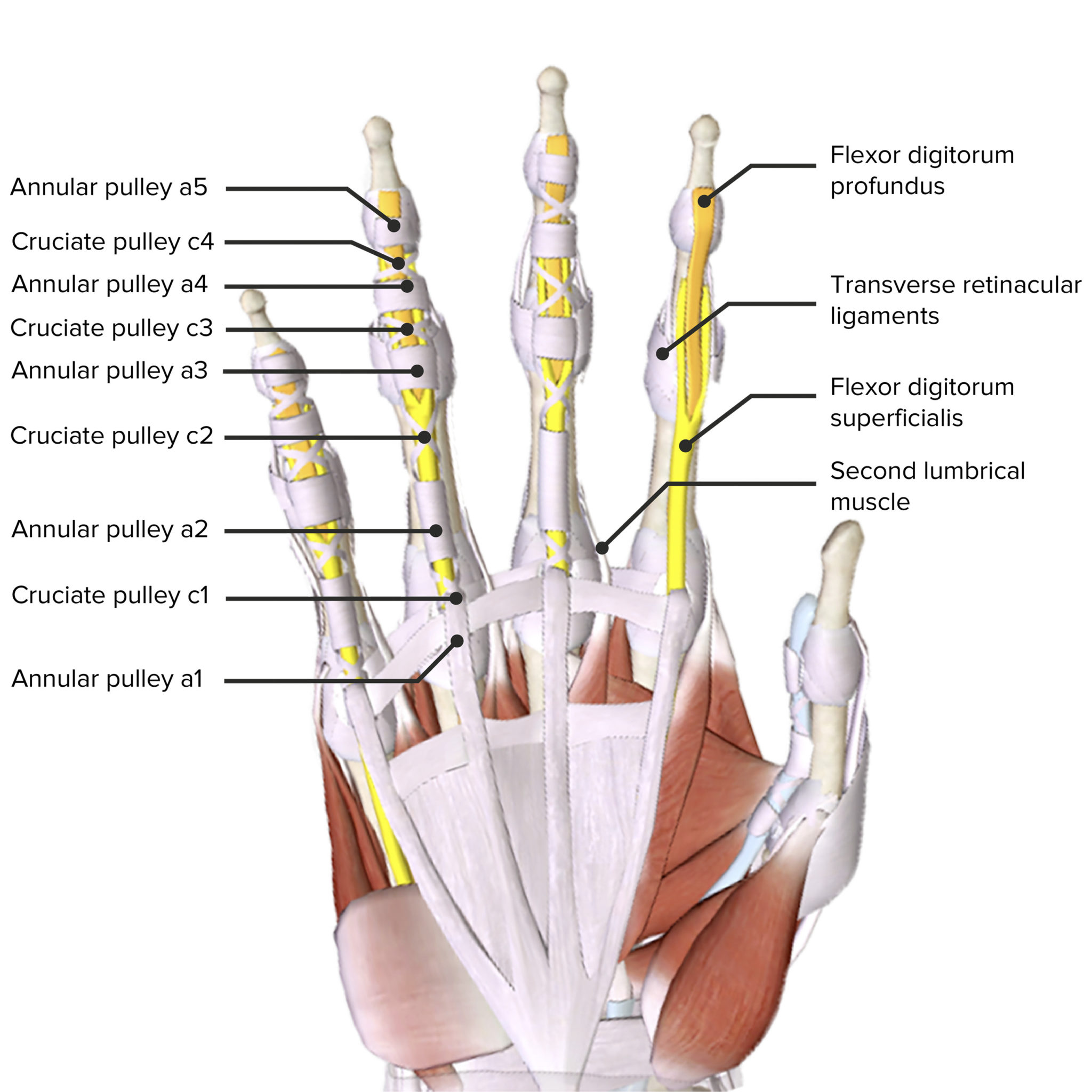 Hand: Knochen, Muskulatur, Innervation, Funktion | Lecturio